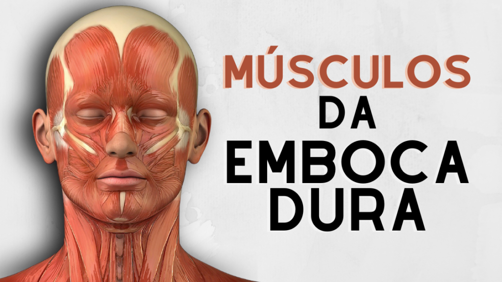 Você conhece os músculos da boca da embocadura? - CCMusical